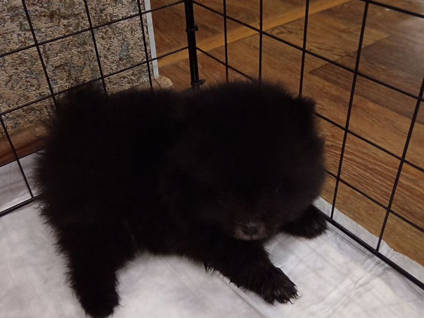 Маленькая собака шпиц