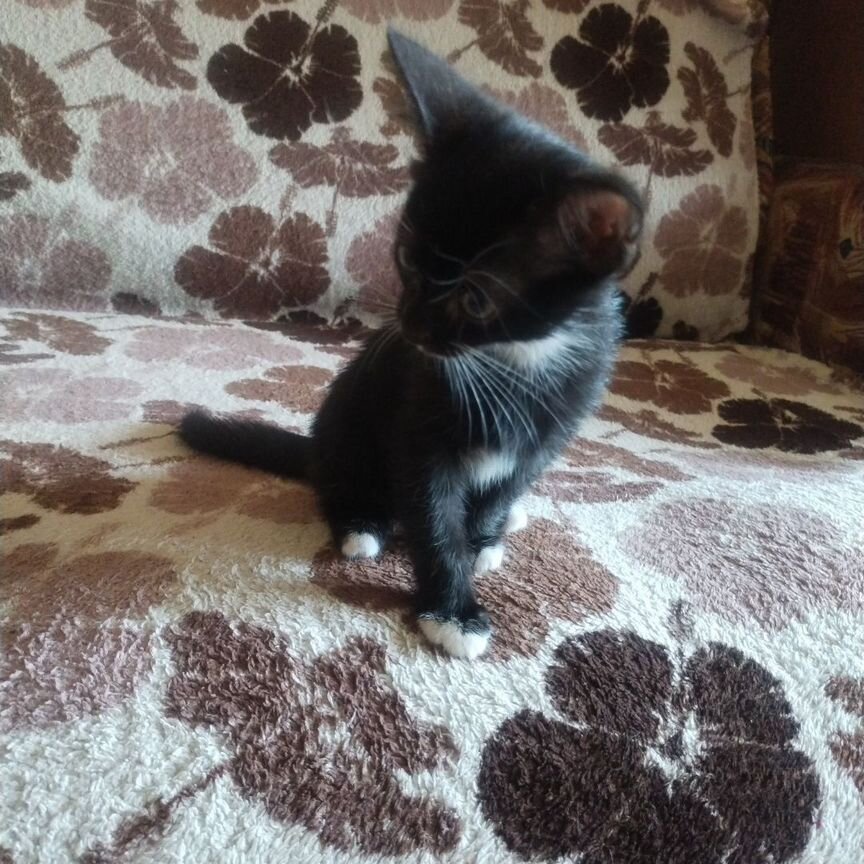 Отдам бесплатно котонка
