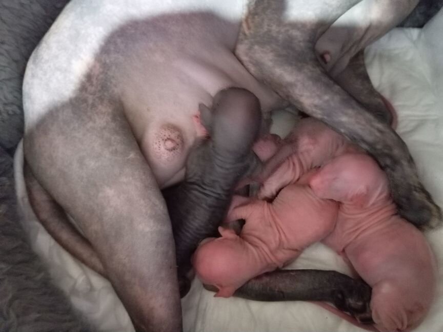 Котята канадский сфинкс