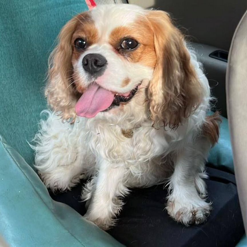 Кавалер кинг-чарльз-спаниель, взрослый пёс