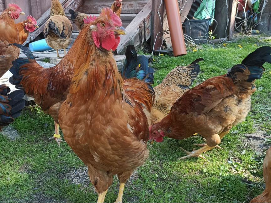 Петухи "Кучинская Юбилейная"