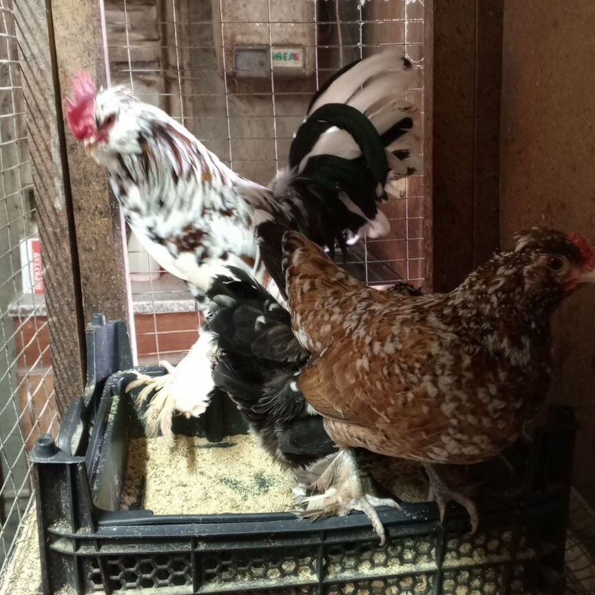 Инкубационное яйцо