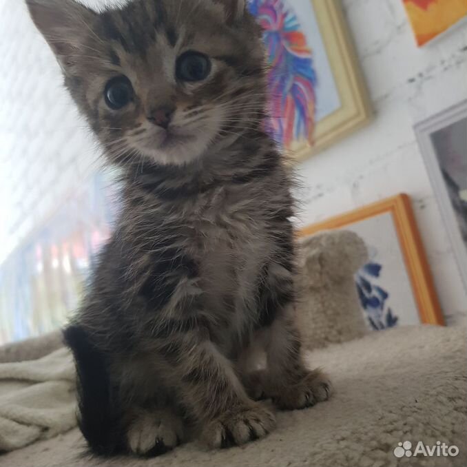 Котёнок бурундук