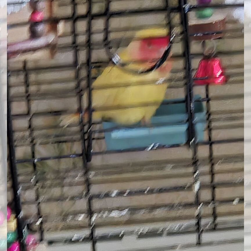 Попугай неразлучник самец 3 года