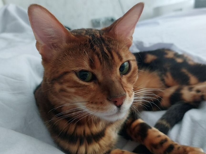 Отдам бенгала