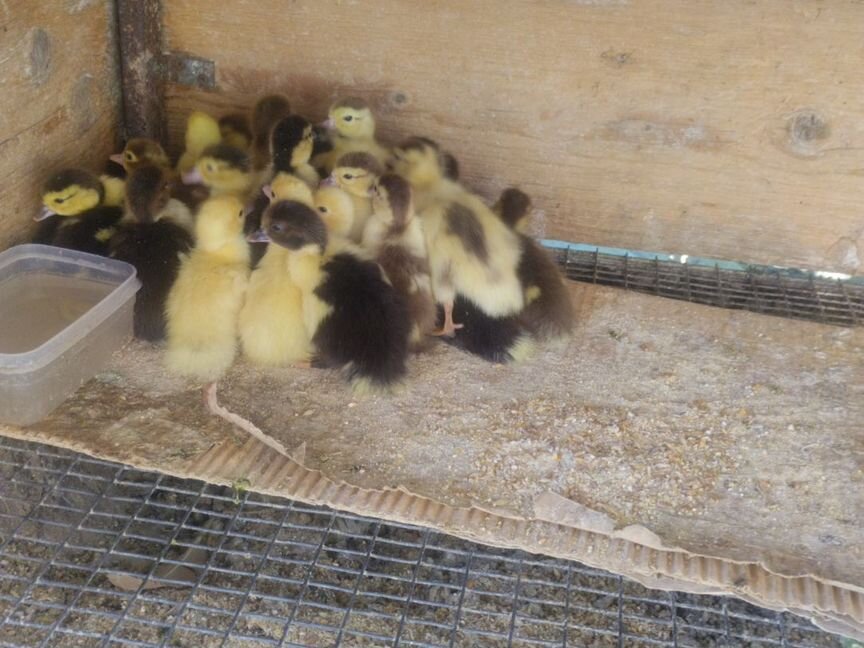 Индоутята суточные