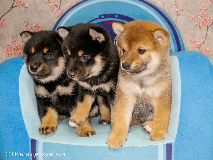 Щеночки сиба (shiba) 1 мес