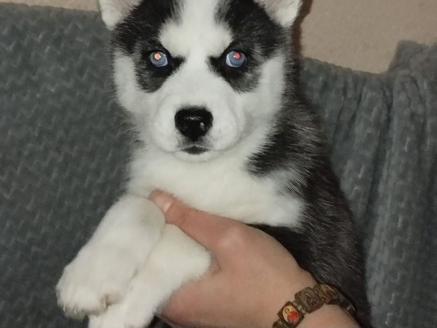 Щенки сибирской хаски