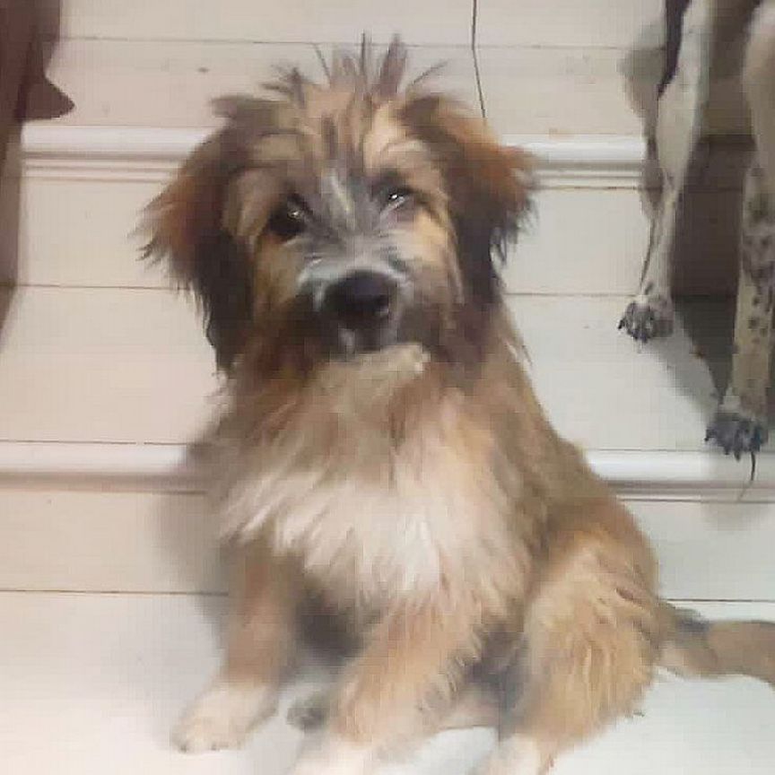 Маленький песик