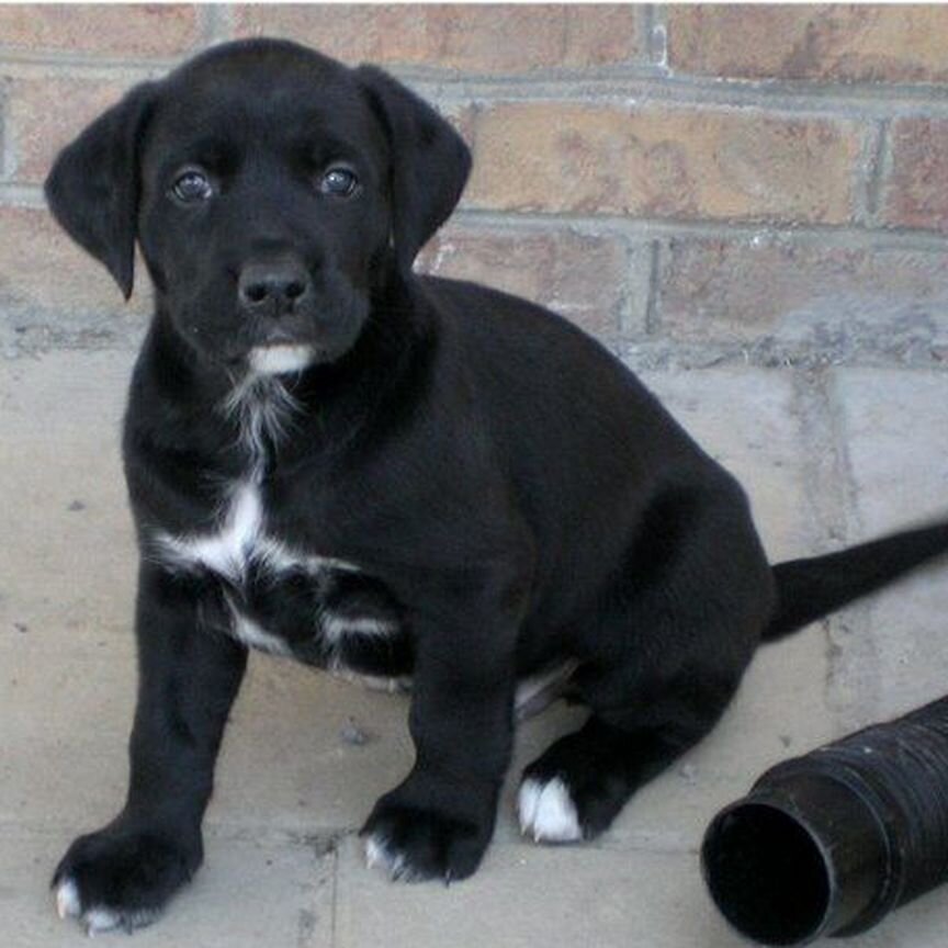 Отлично обучаемые щенки среднего размера