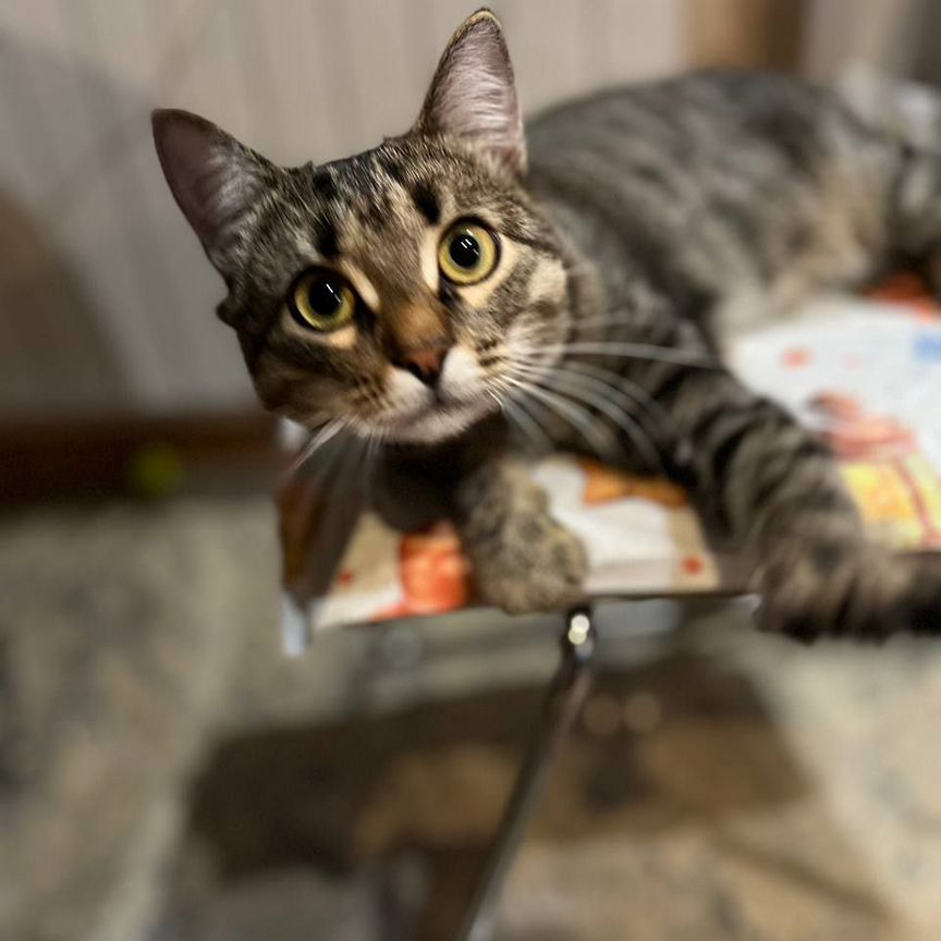Котик в дар 6-7 мес