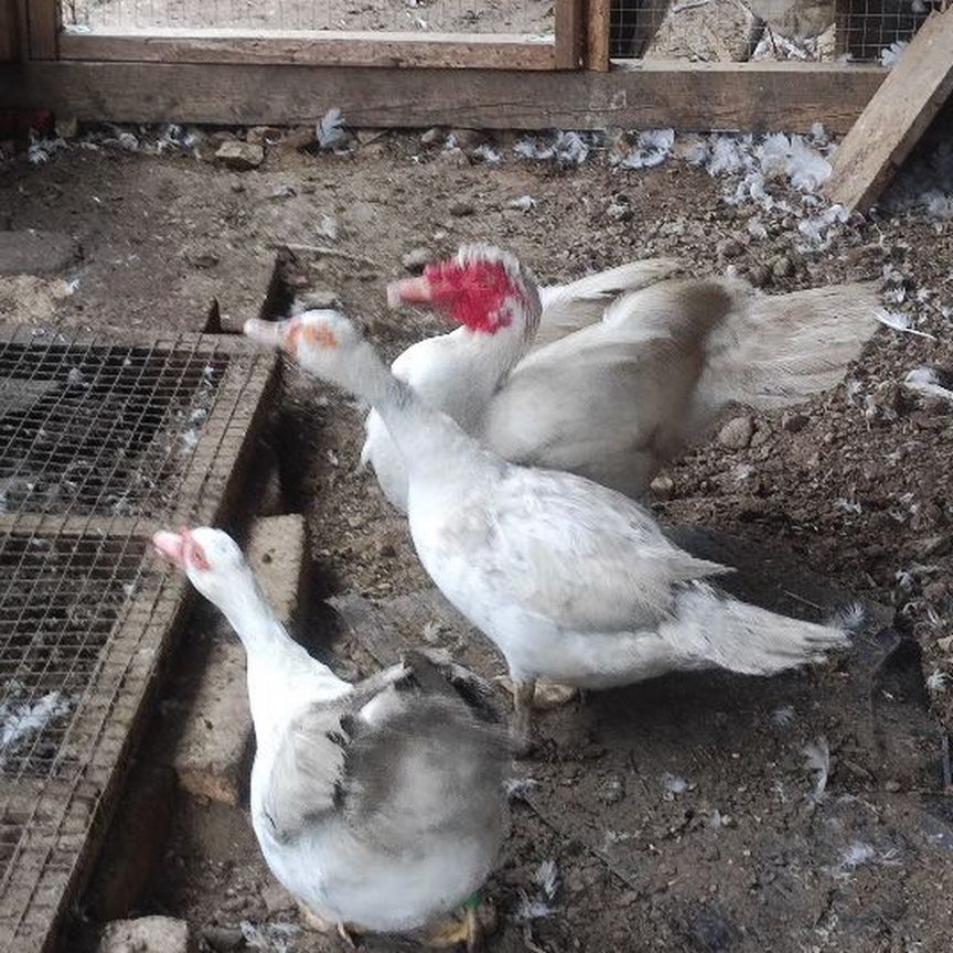 Мускусные утки тяжелые линии