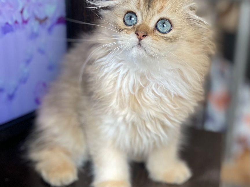 Шотландский котик Огонек