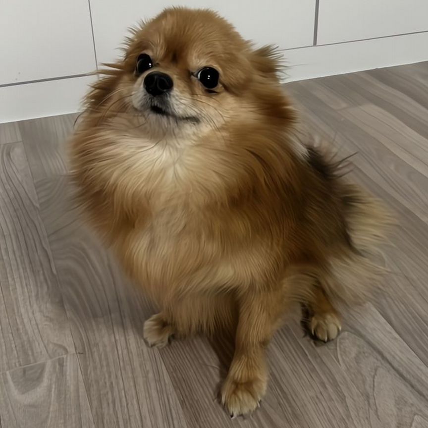 Померанский шпиц, взрослая собака