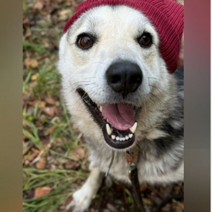 Взрослая собака в добрые руки