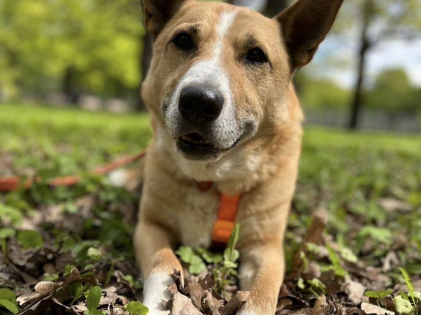 Собака в добрые руки