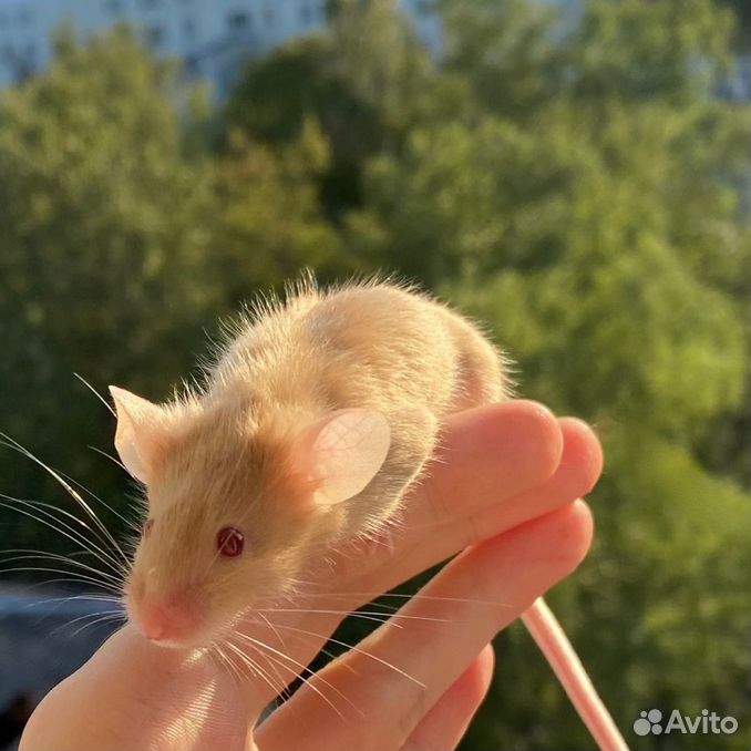 Мышь сатиновая