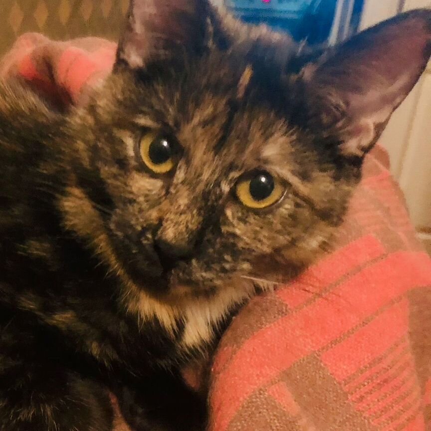 Котята