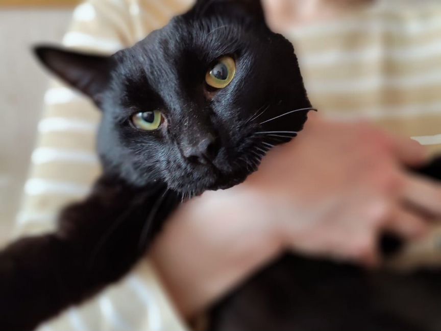 Котик Виски в добрые руки