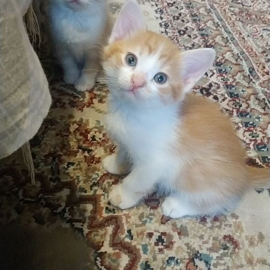 Котик даром