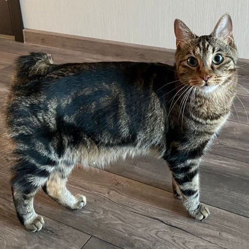 Кот курильский бобтейл