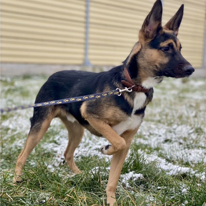 Щенок в добрые руки