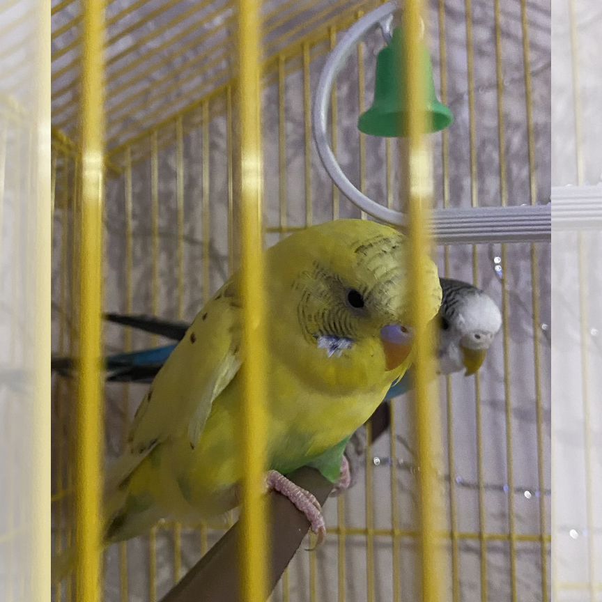 Волнистые попугаи с клеткой