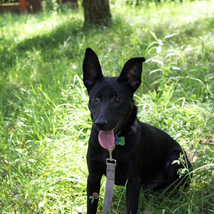 Щенок 4,5 месяца