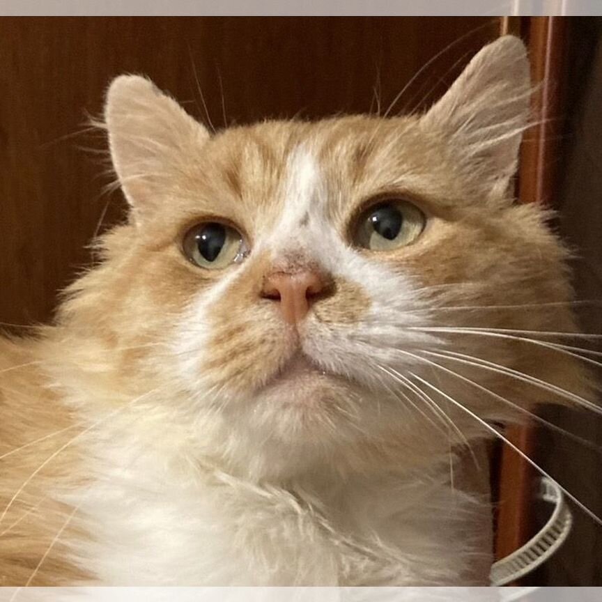 Взрослый кот в добрые руки