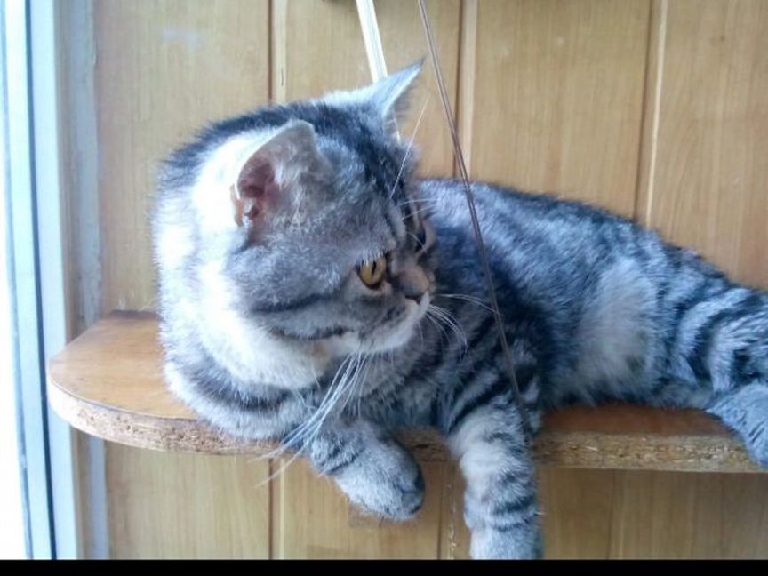 Котик ищет невесту