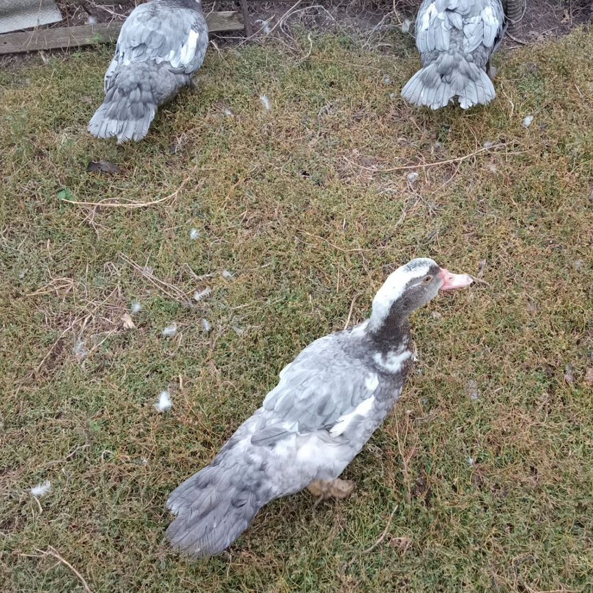 Индоутка мускусная утка