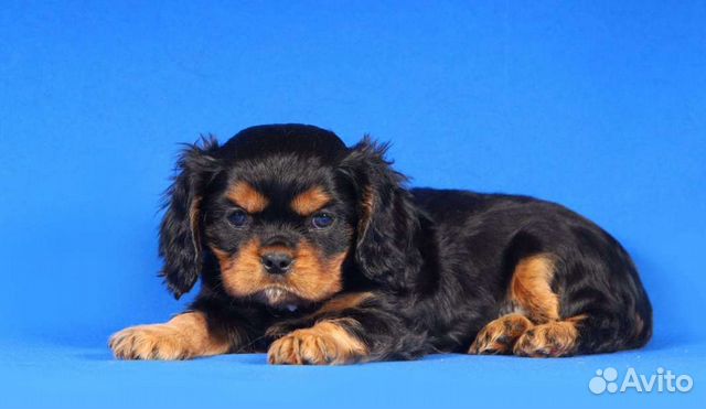 Кавалер кинг чарльз щенята