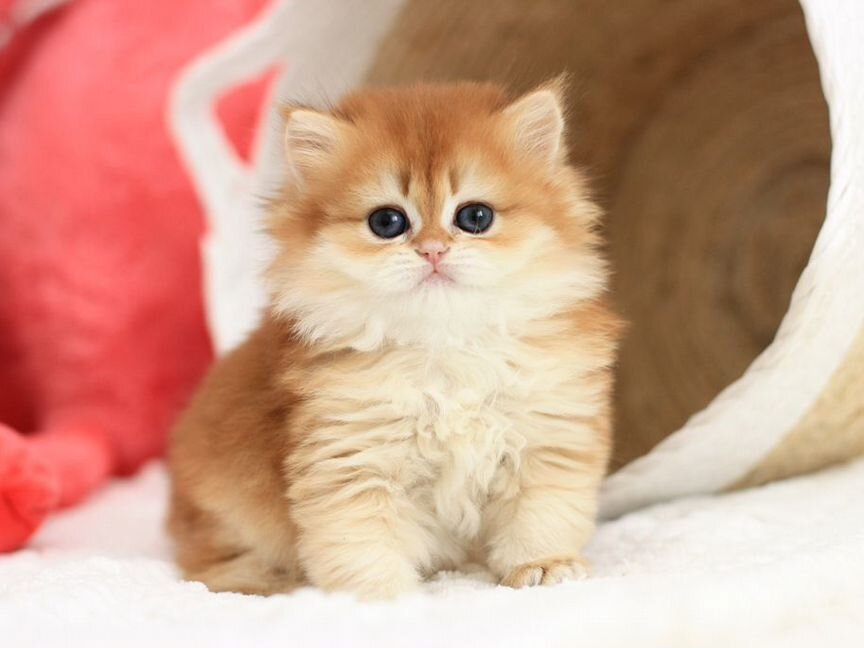 Британский длинношерстный котенок