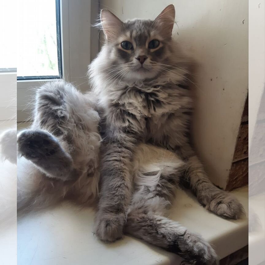 Взрослый кот в добрые руки