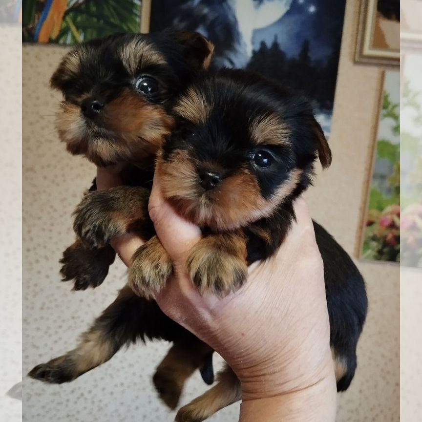 Йоркширский терьер, щенок
