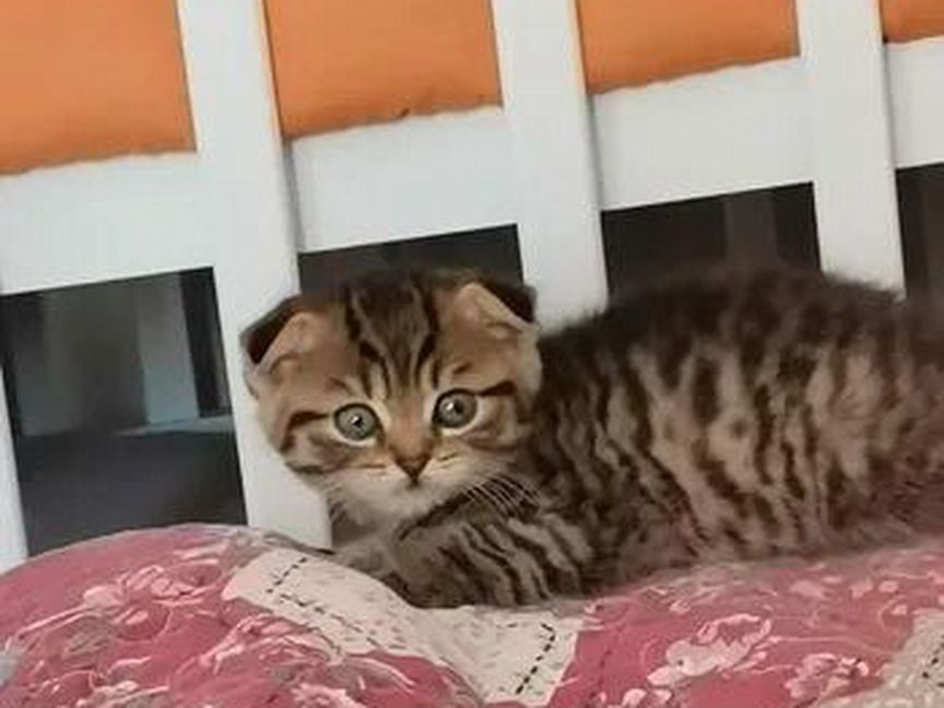 Тигровый котята шотландские