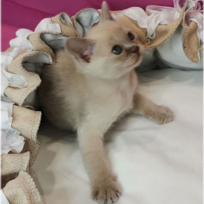 Европейский бурманский котёнок