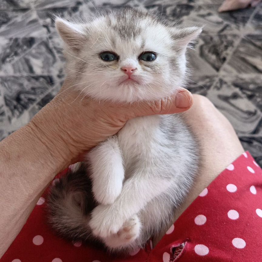 Шотландский вислоухий короткошёрстный котёнок