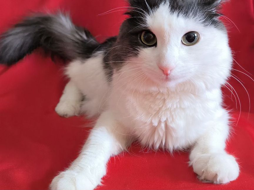 Кошки в добрые руки бесплатно