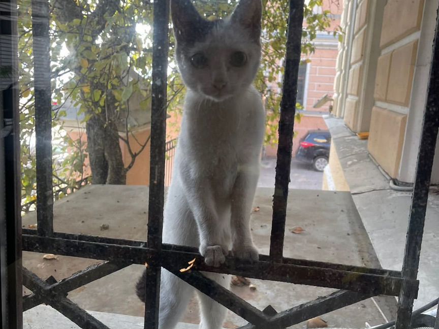 Умный котик ищет дом