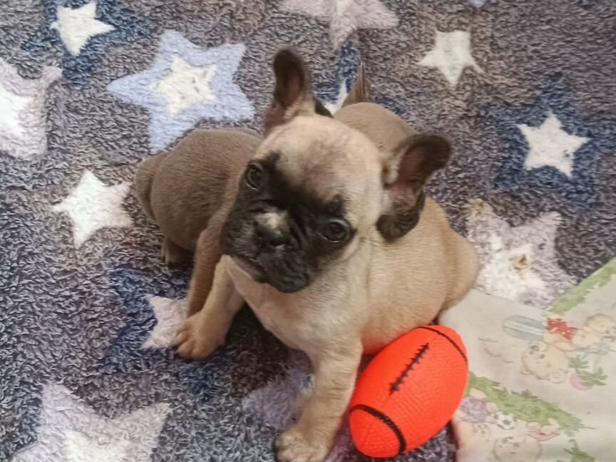 Французские булочки