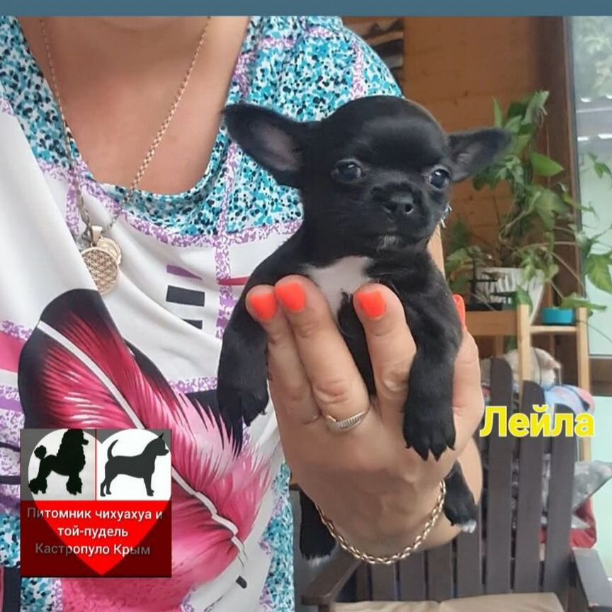 Мини чихуахуа лейла РКФ чёрная