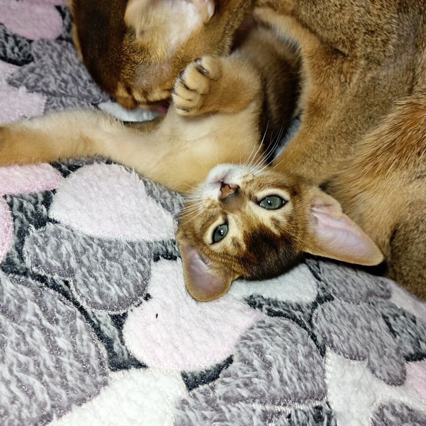 Продам абиссинского котенка