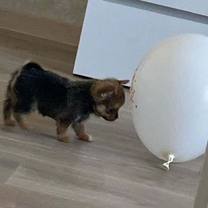 Чихуахуа, щенок