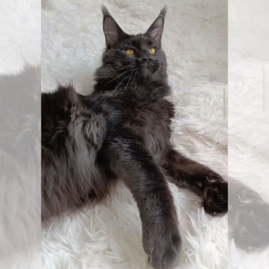 Мейн-кун, взрослый кот