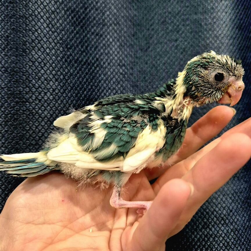 Попугай какарик ручной выкормыш