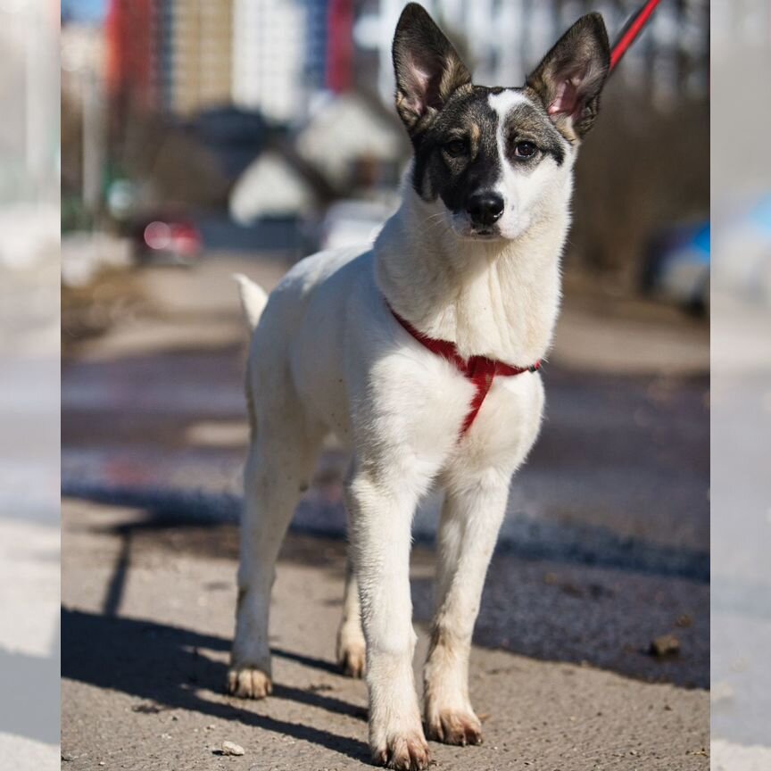 Австралийский хилер, щенок