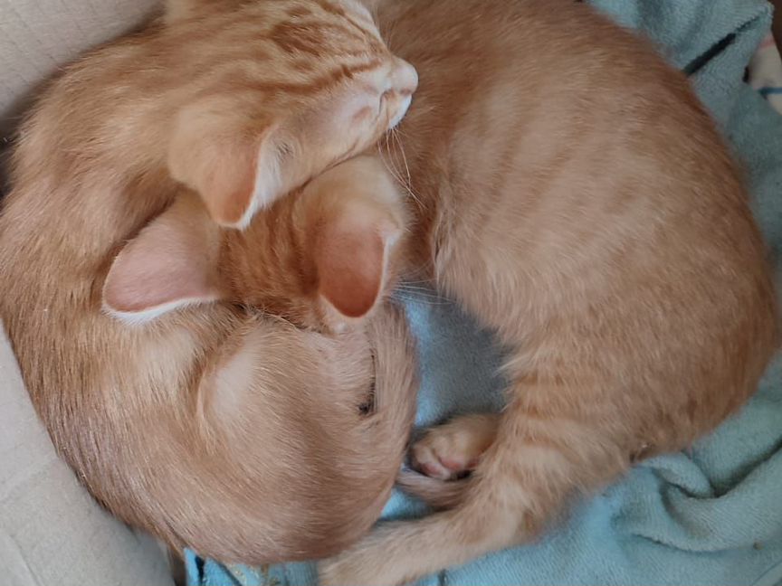 Кошки в добрые руки бесплатно