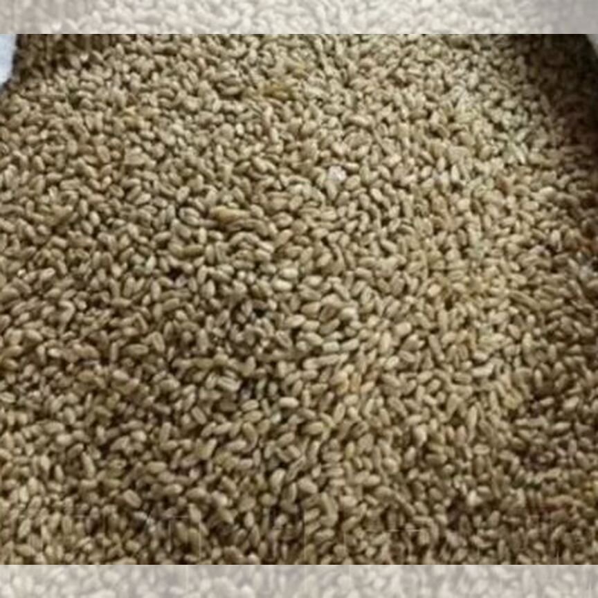 Зерно пшеница