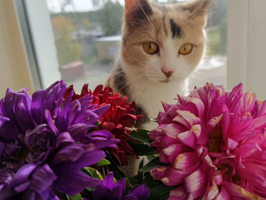 Ищем котика для кошки американский боб тейл